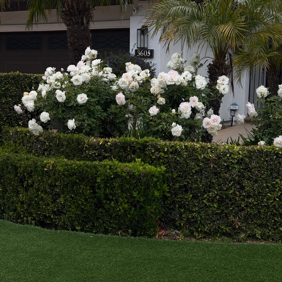 White Iceberg Shrub Rose | Plants Express