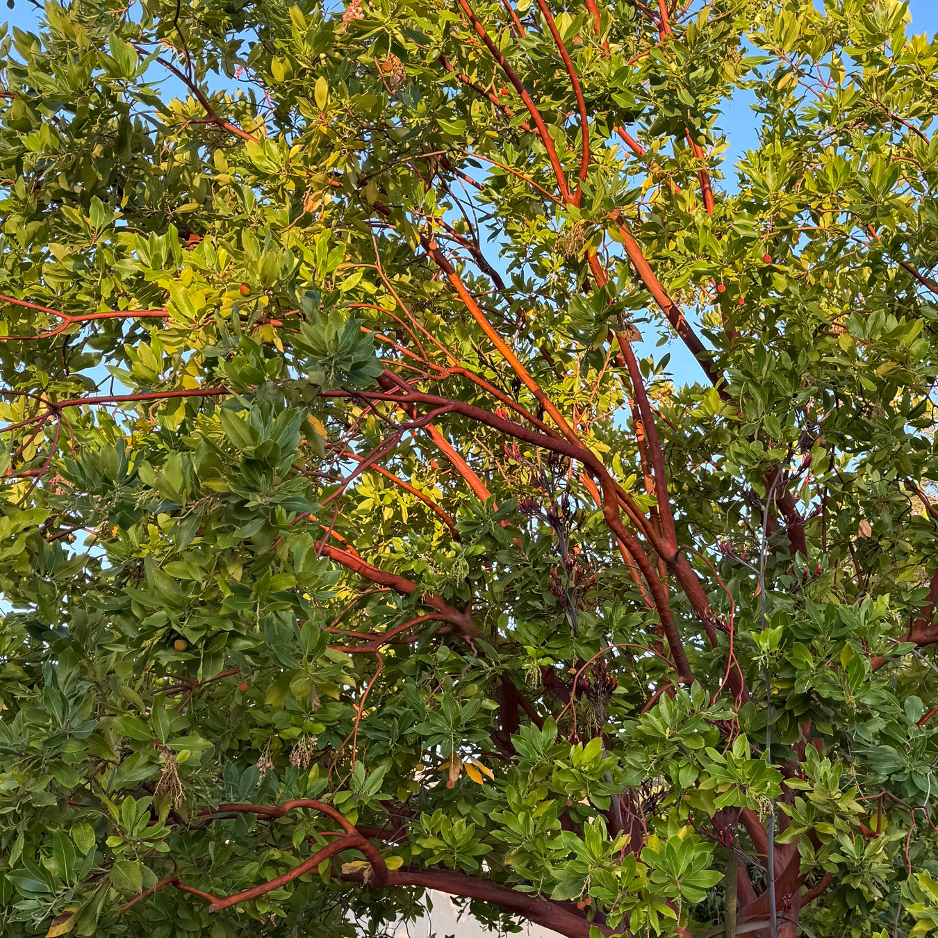 Arbutus 'Marina' (Multi) - Marina Strawberry Tree – Plants Express