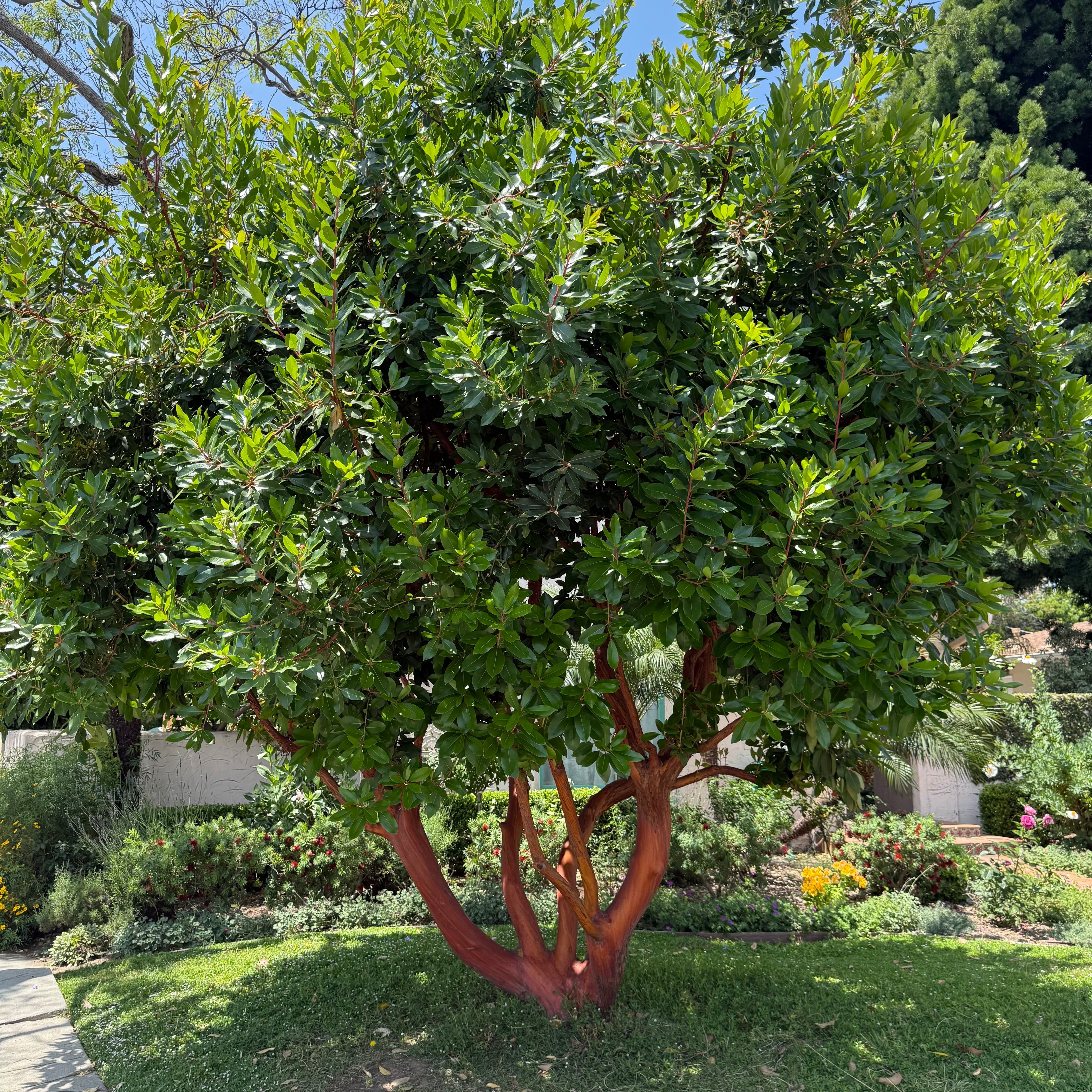 Arbutus 'Marina' (Multi) - Marina Strawberry Tree – Plants Express