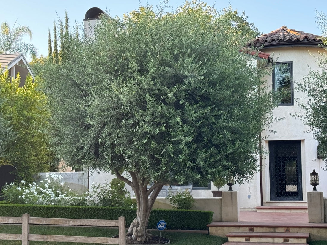 Olea europaea 'Wilsonii' Multi | Plants Express