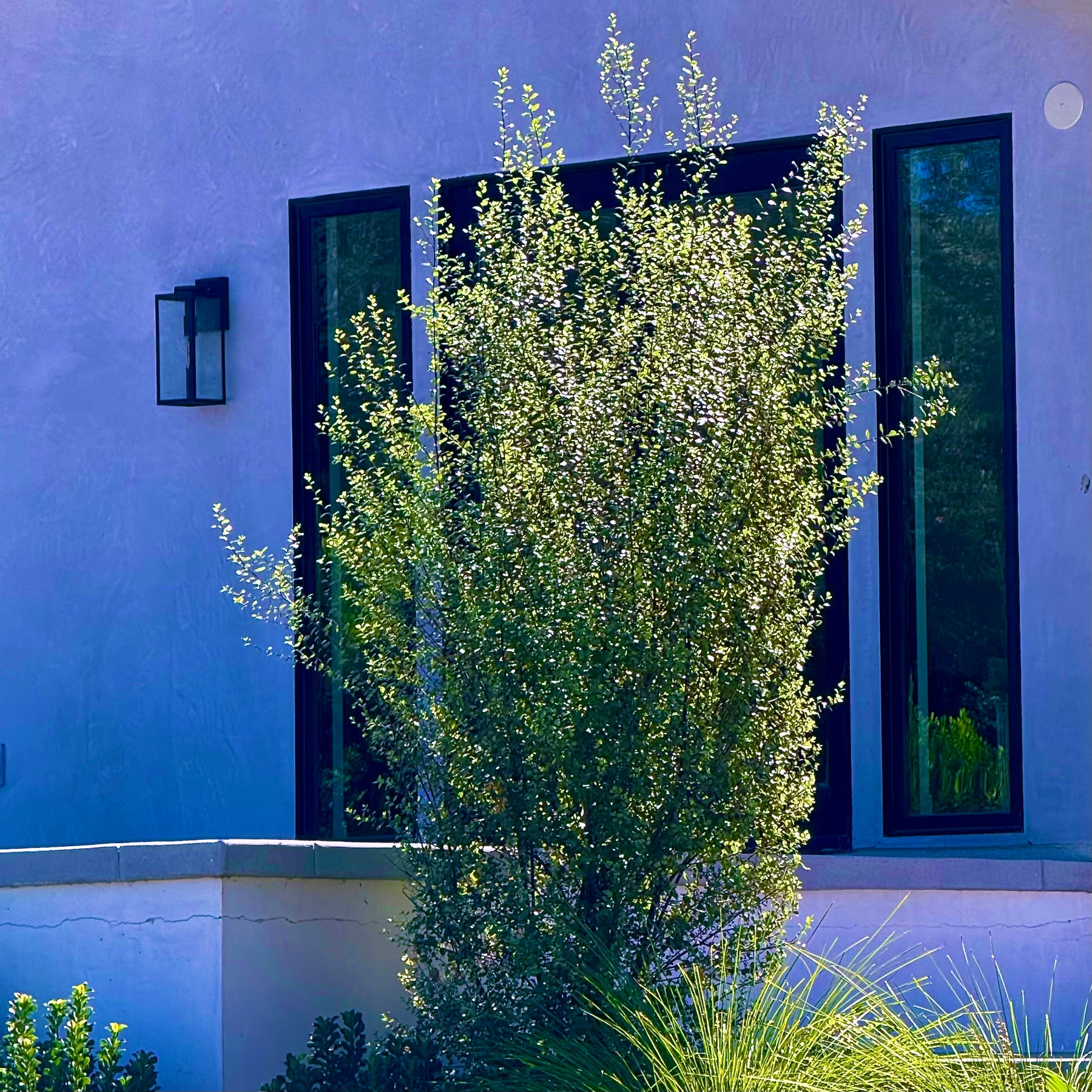 Pittosporum Silver Sheen – Plants Express