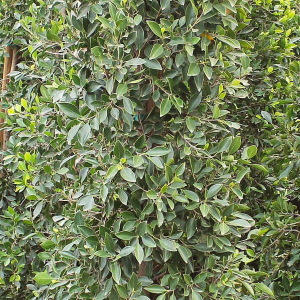 Indian Laurel Columns for Privacy | Plants Express
