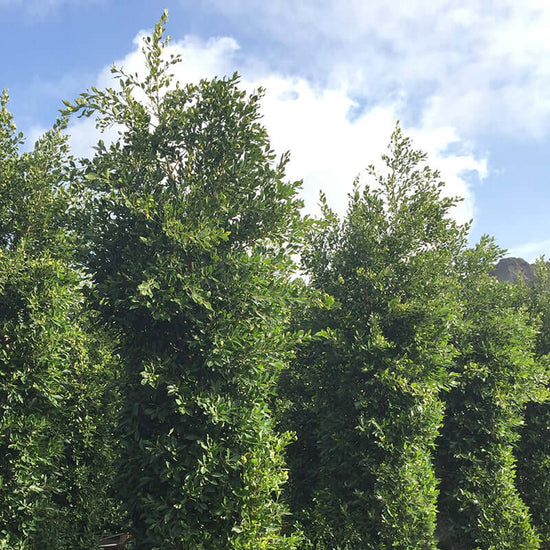 Indian Laurel Columns for Privacy | Plants Express