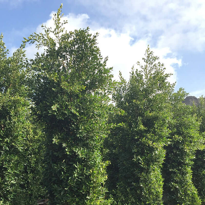 Indian Laurel Columns for Privacy | Plants Express