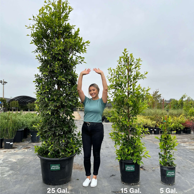 Indian Laurel Columns for Privacy | Plants Express