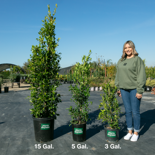 Privacy Shrubs for Sale | PlantsExpress.com