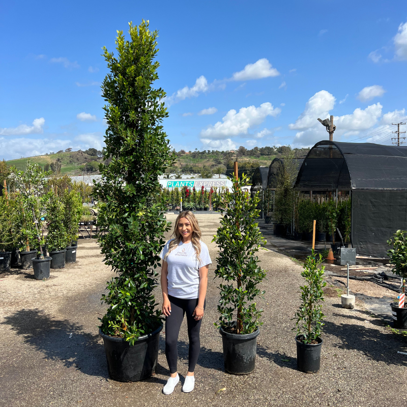 Indian Laurel Columns for Privacy | Plants Express