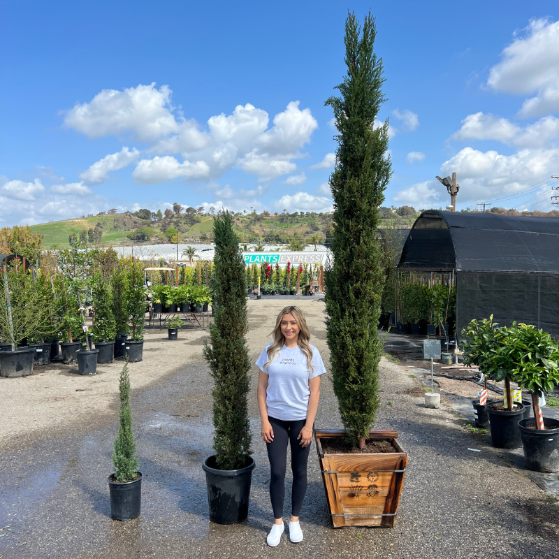Growing and Caring for Italian Cypress | Plants Express