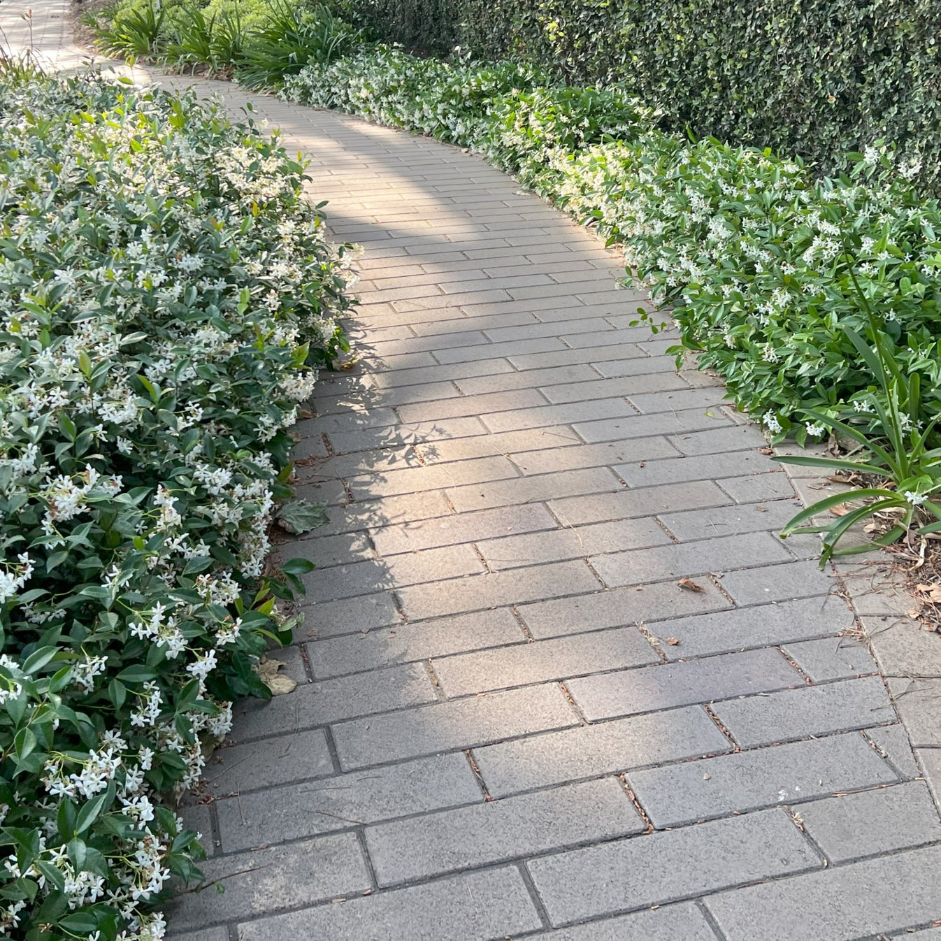 Asian Jasmine | Plants Express