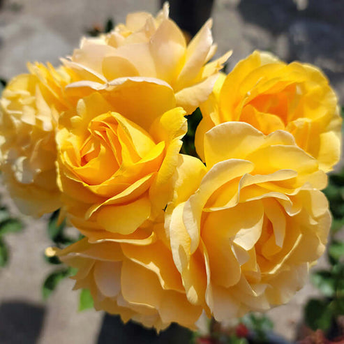 Julia Child Rose | Plants Express