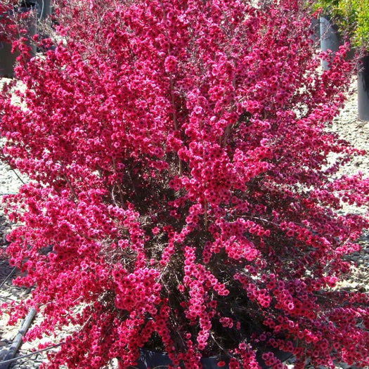 Helene Strybing New Zealand Tea Tree | Plants Express