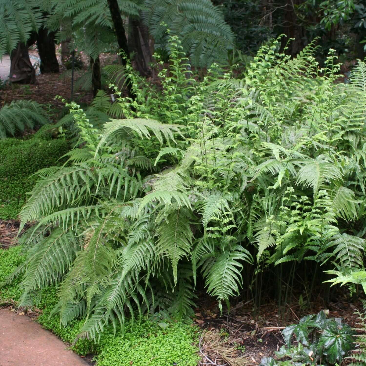 Lace Fern (Microlepia strigosa) – Plants Express