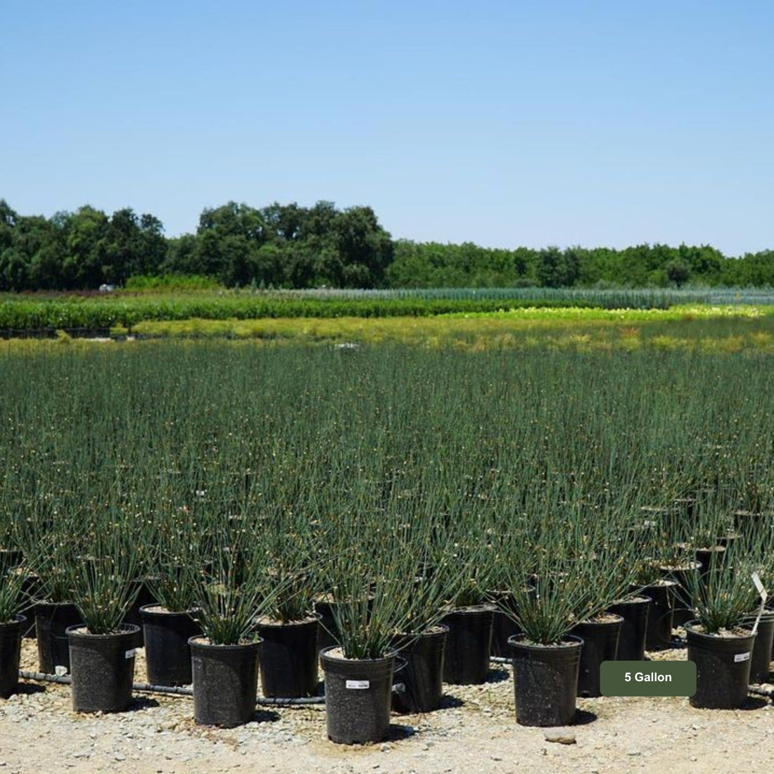 Large Cape Rush | Plants Express