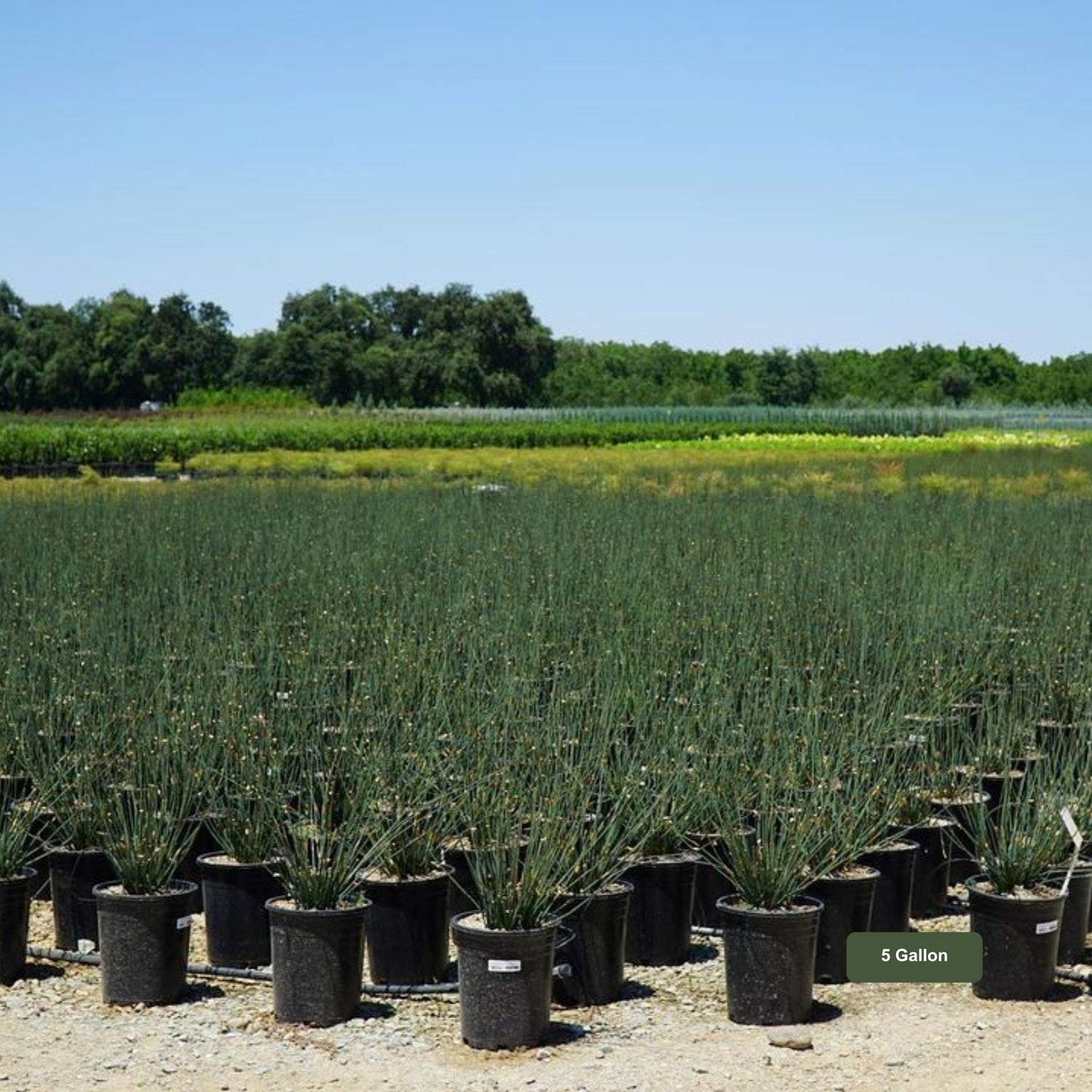 Large Cape Rush (Chondropetalum elephantinum) – Plants Express
