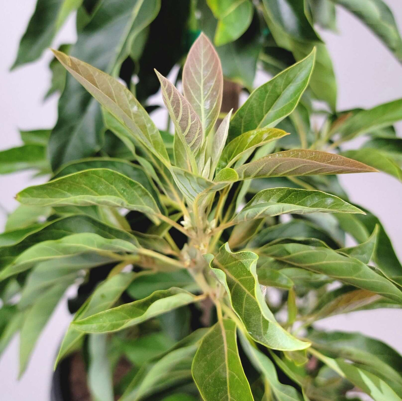 Little Cado Avocado Tree for Sale | Plants Express