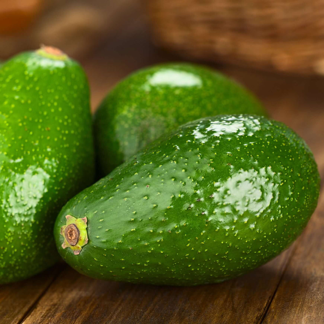 Little Cado Avocado | Plants Express