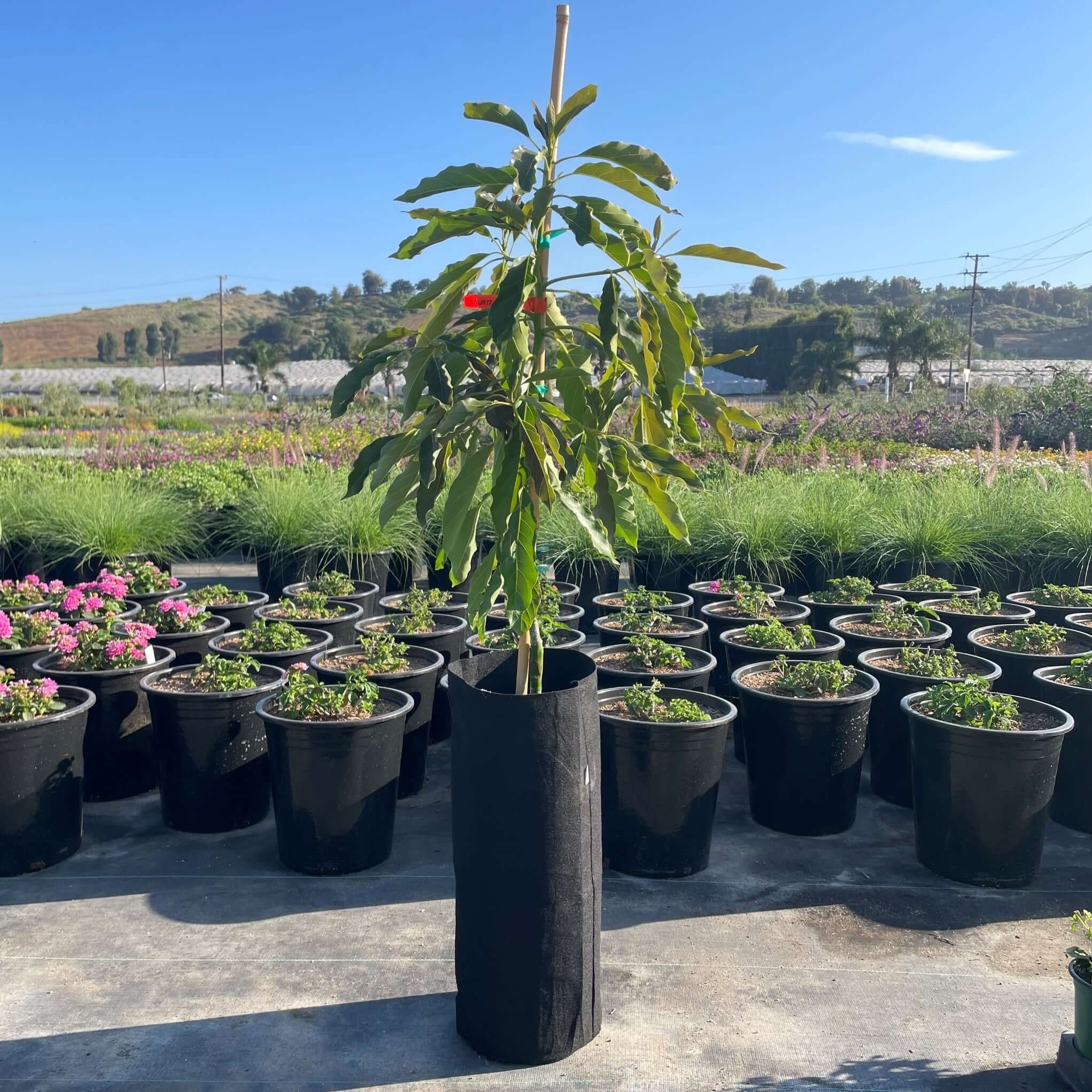 Little Cado Avocado | Plants Express