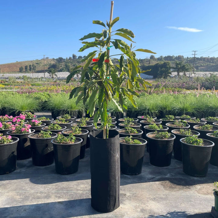 Little Cado Avocado | Plants Express