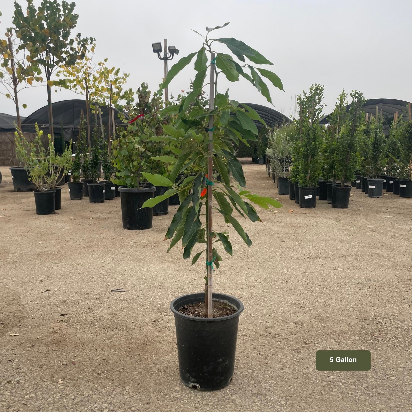 Little Cado Avocado Tree for Sale | Plants Express