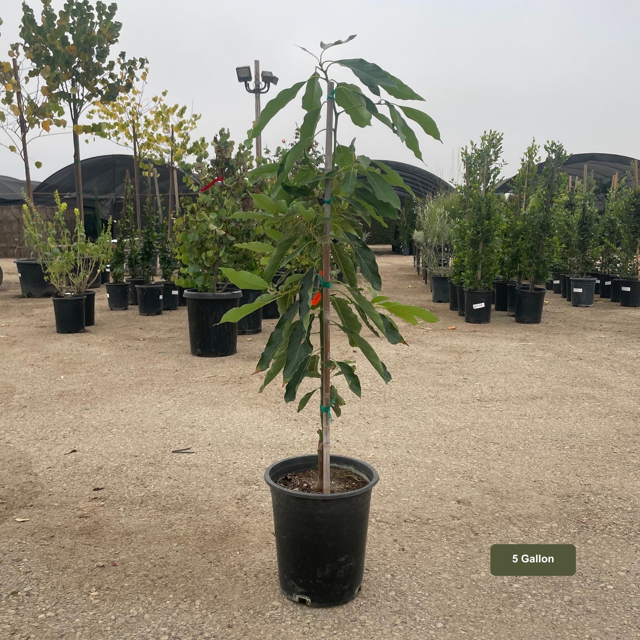 Little Cado Avocado Tree for Sale | Plants Express