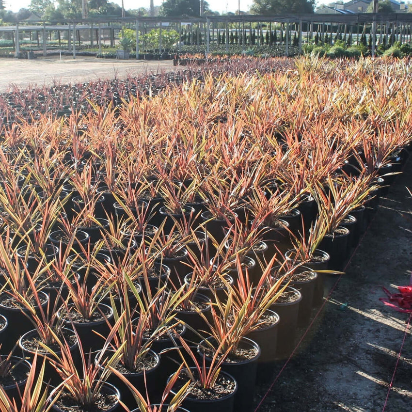 Maori Queen New Zealand Flax | Plants Express