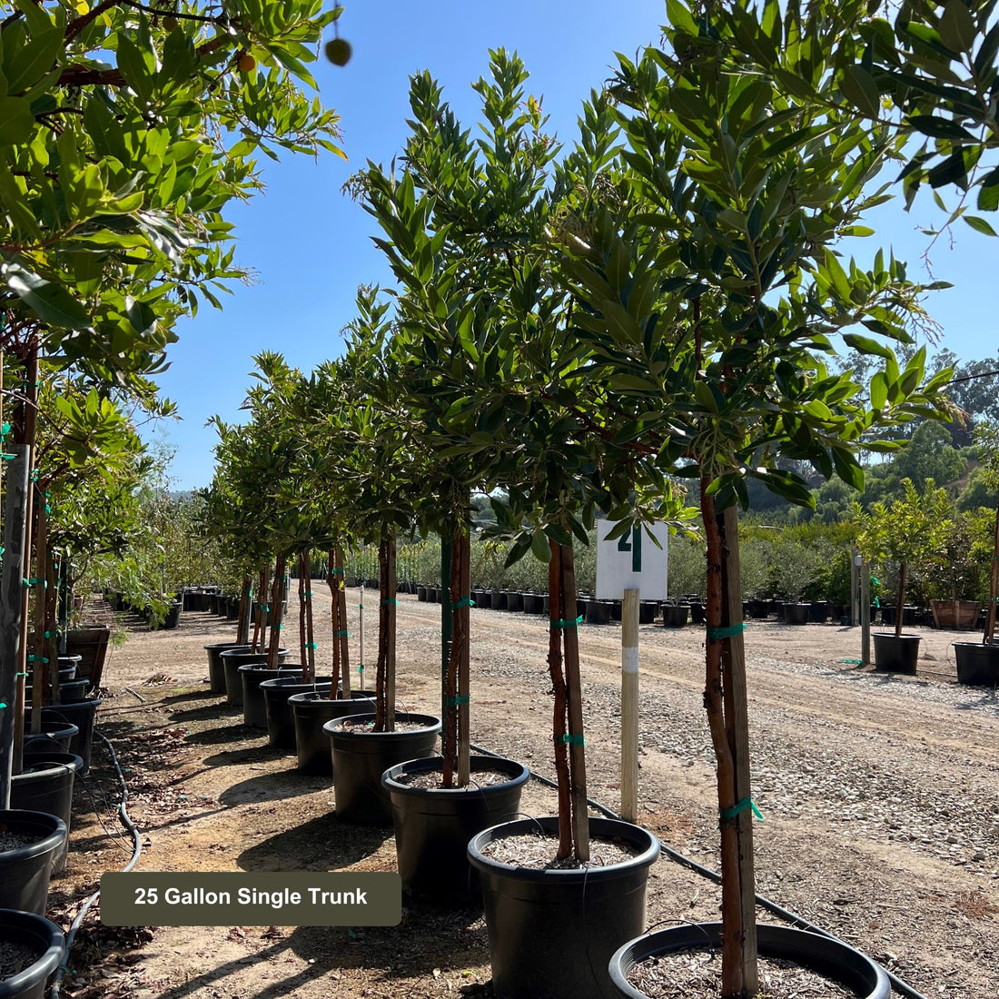 Marina Strawberry Tree Standard | Plants Express