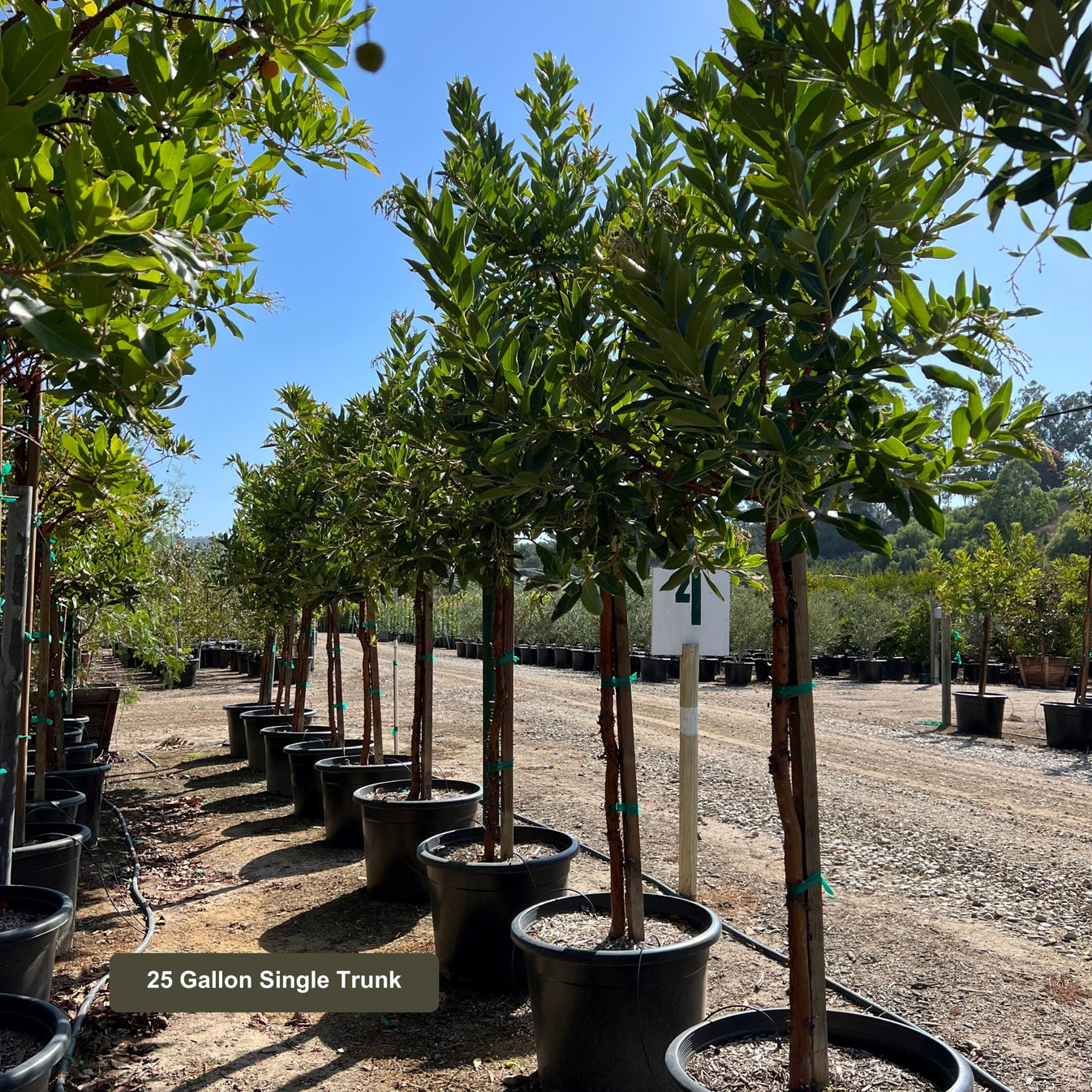 Marina Strawberry Tree Standard | Plants Express