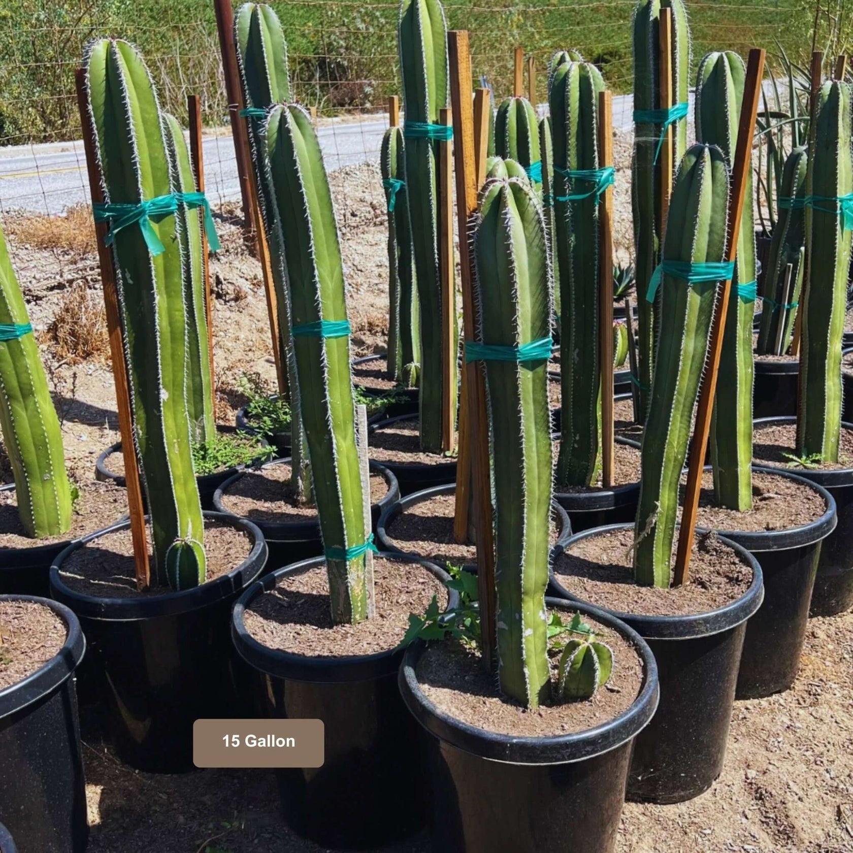 Mexican Fence Post Cactus | Plants Express