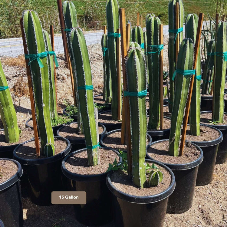 Shop for Cacti | Plants Express