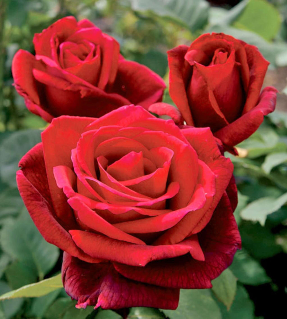 Mister Lincoln Rose | Plants Express