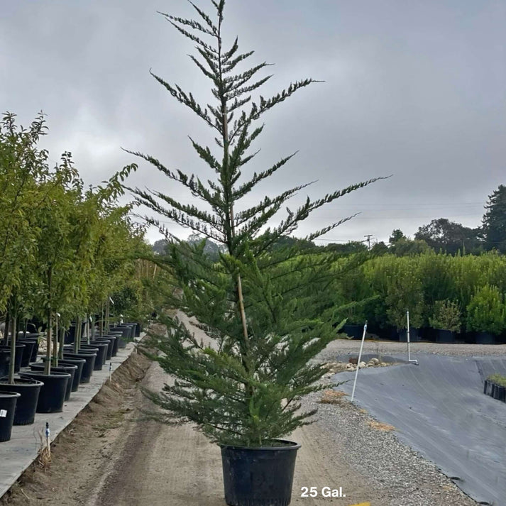 Monterey Cypress Tree | Plants Express