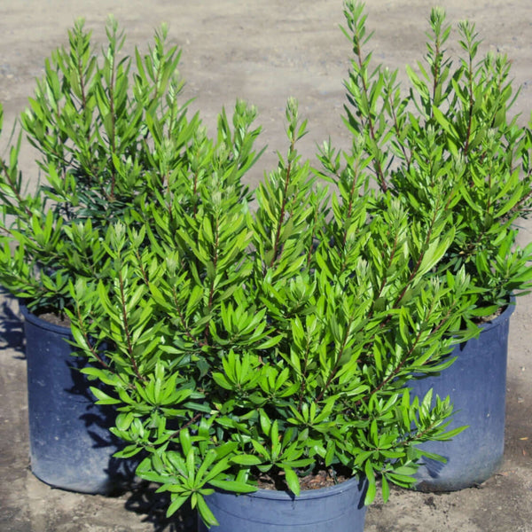 Pacific Wax Myrtle | Plants Express