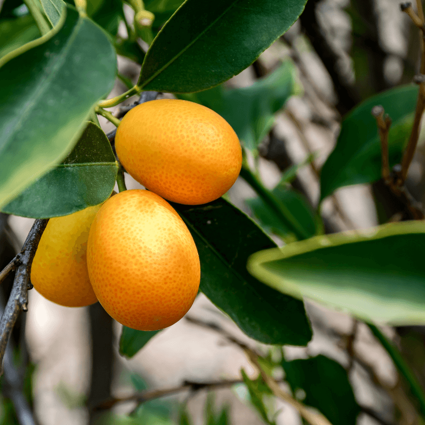 Nagami Kumquat Tree | Plants Express