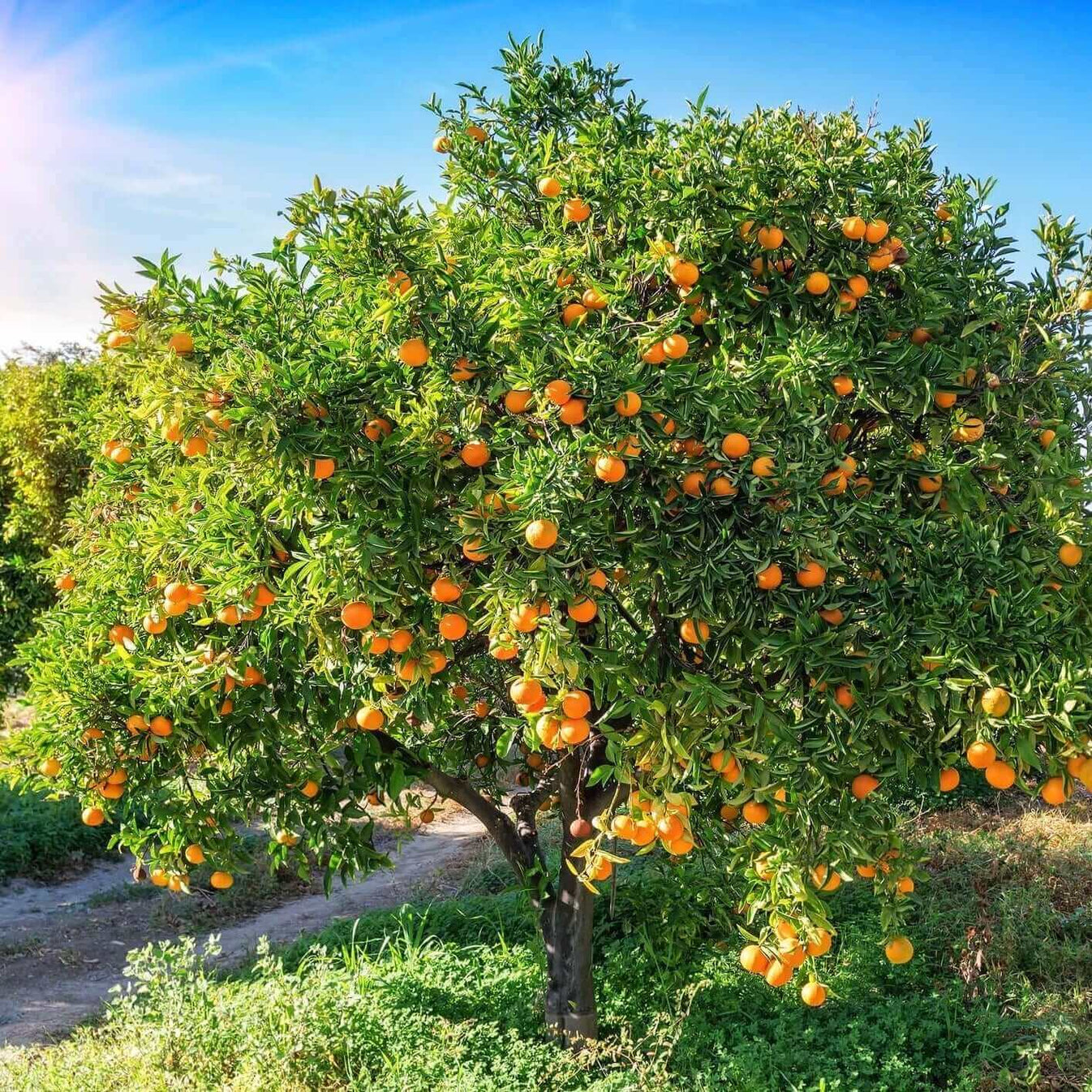 Navel Orange Tree | Plants Express