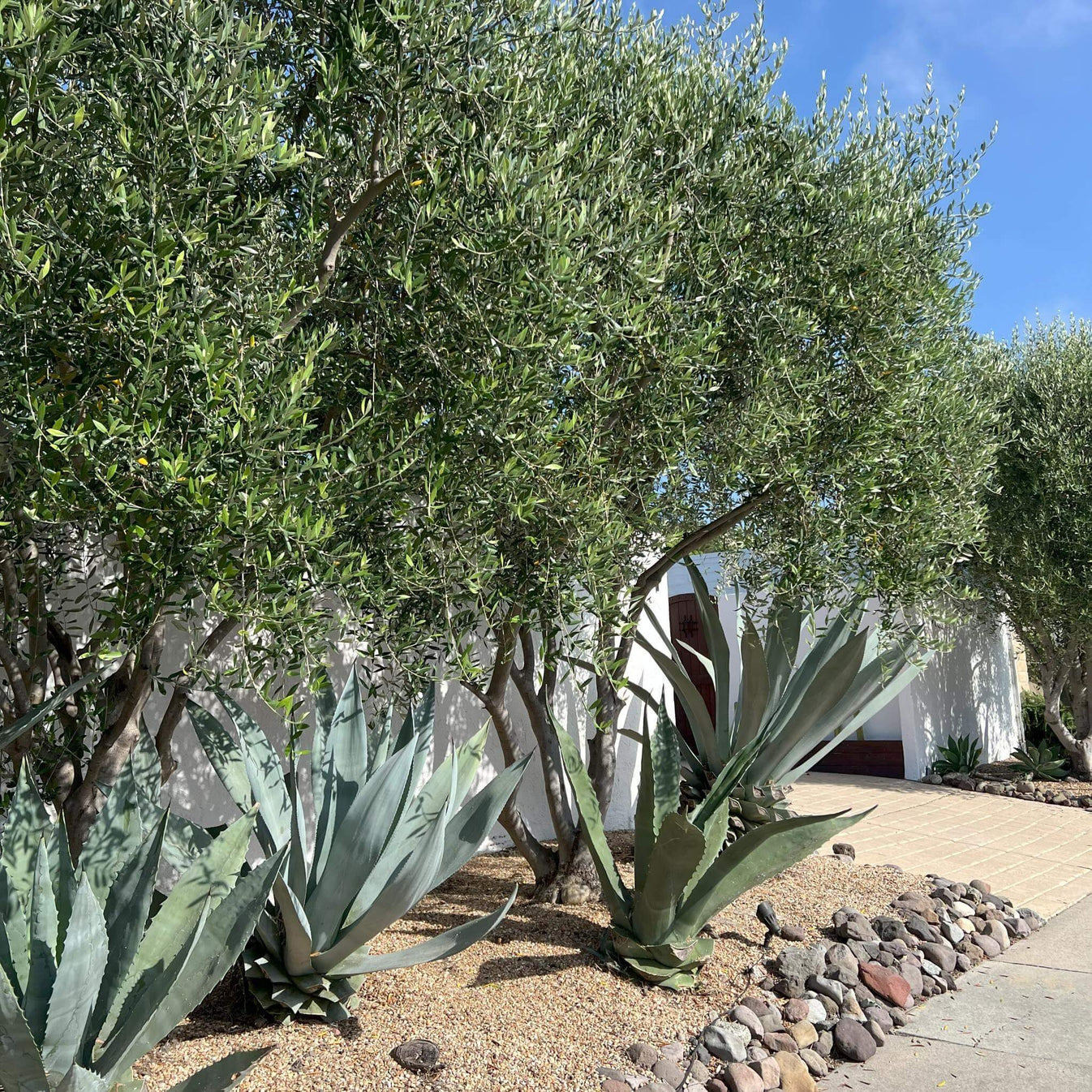 Olea europaea 'Wilsonii' Multi | Plants Express