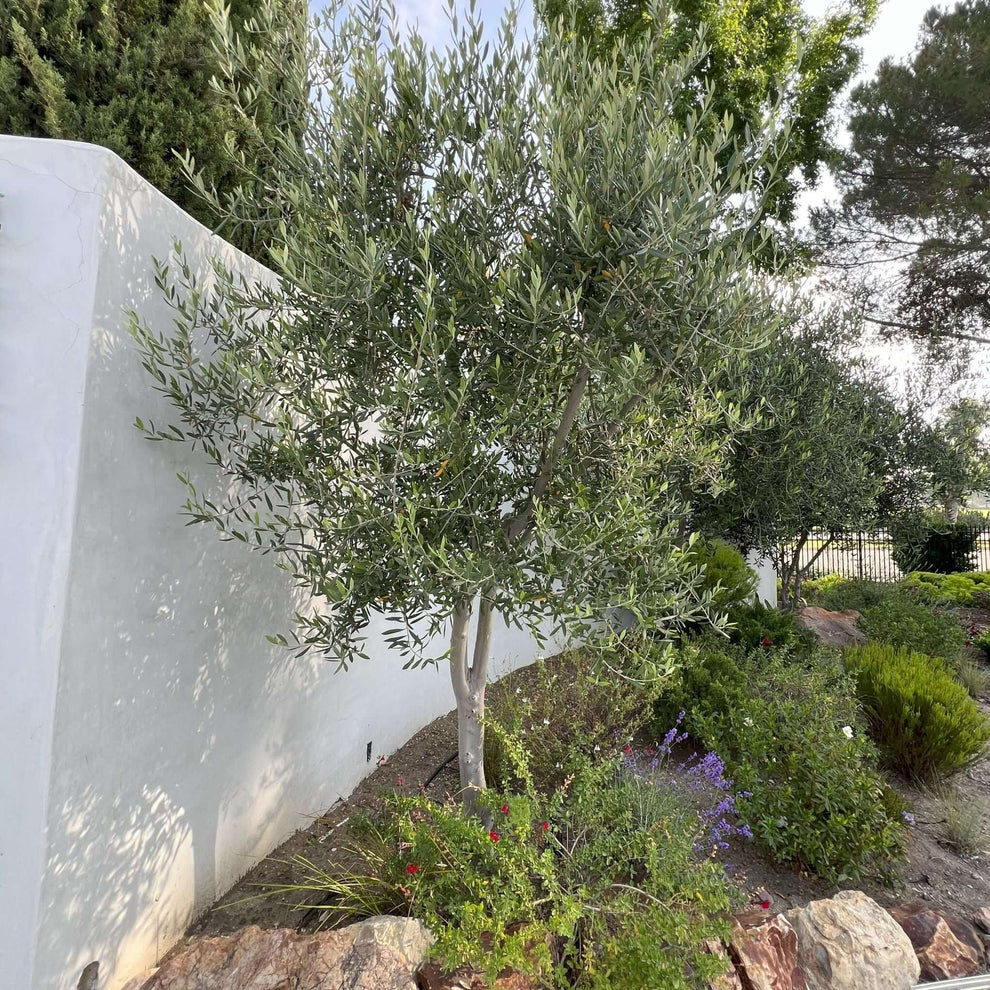 Olea europaea 'Wilsonii' Multi | Plants Express