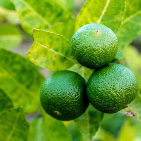 Persian 'Bearss' Lime Tree | Plants Express