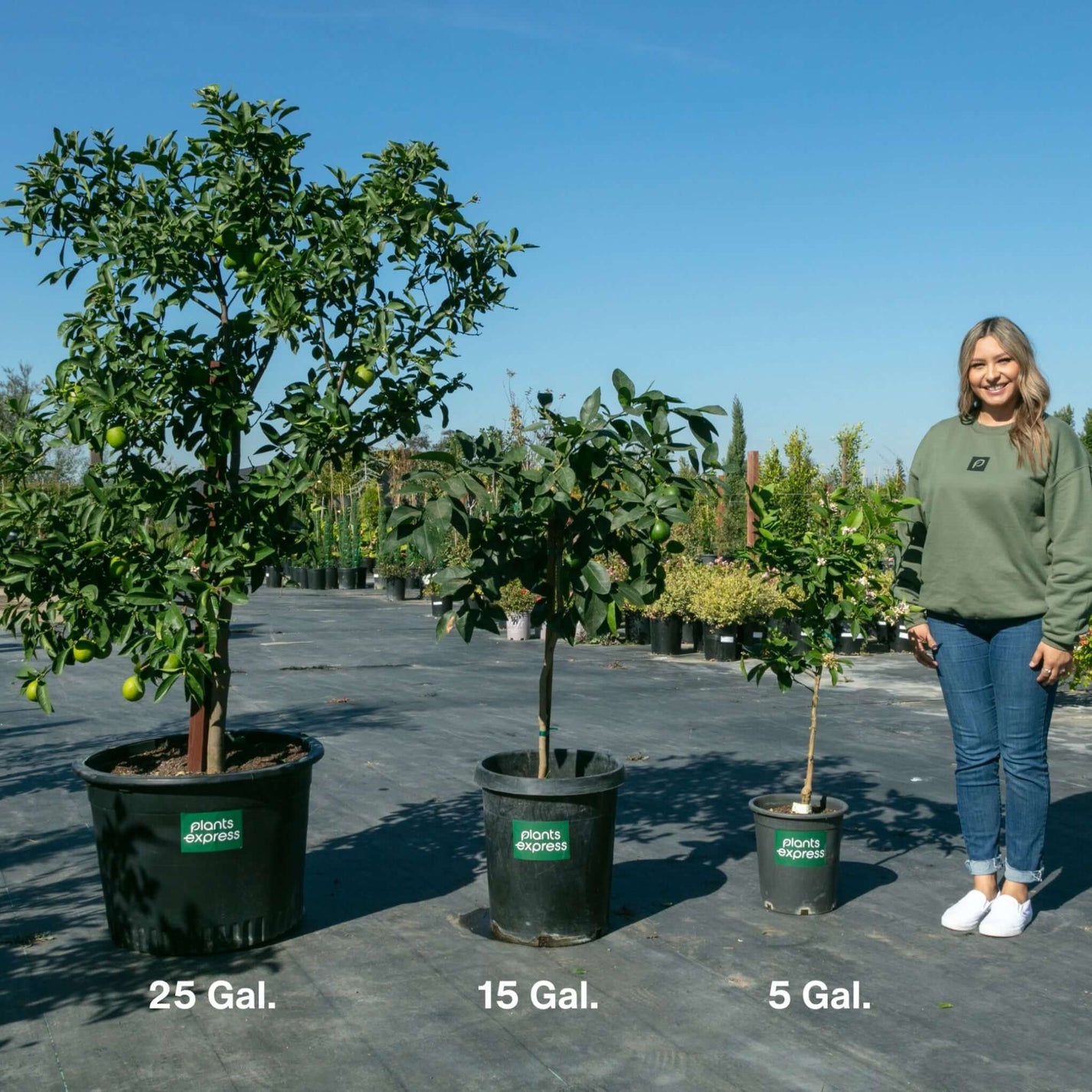 Buy Persian 'Bearss' Lime Trees Online | Plants Express