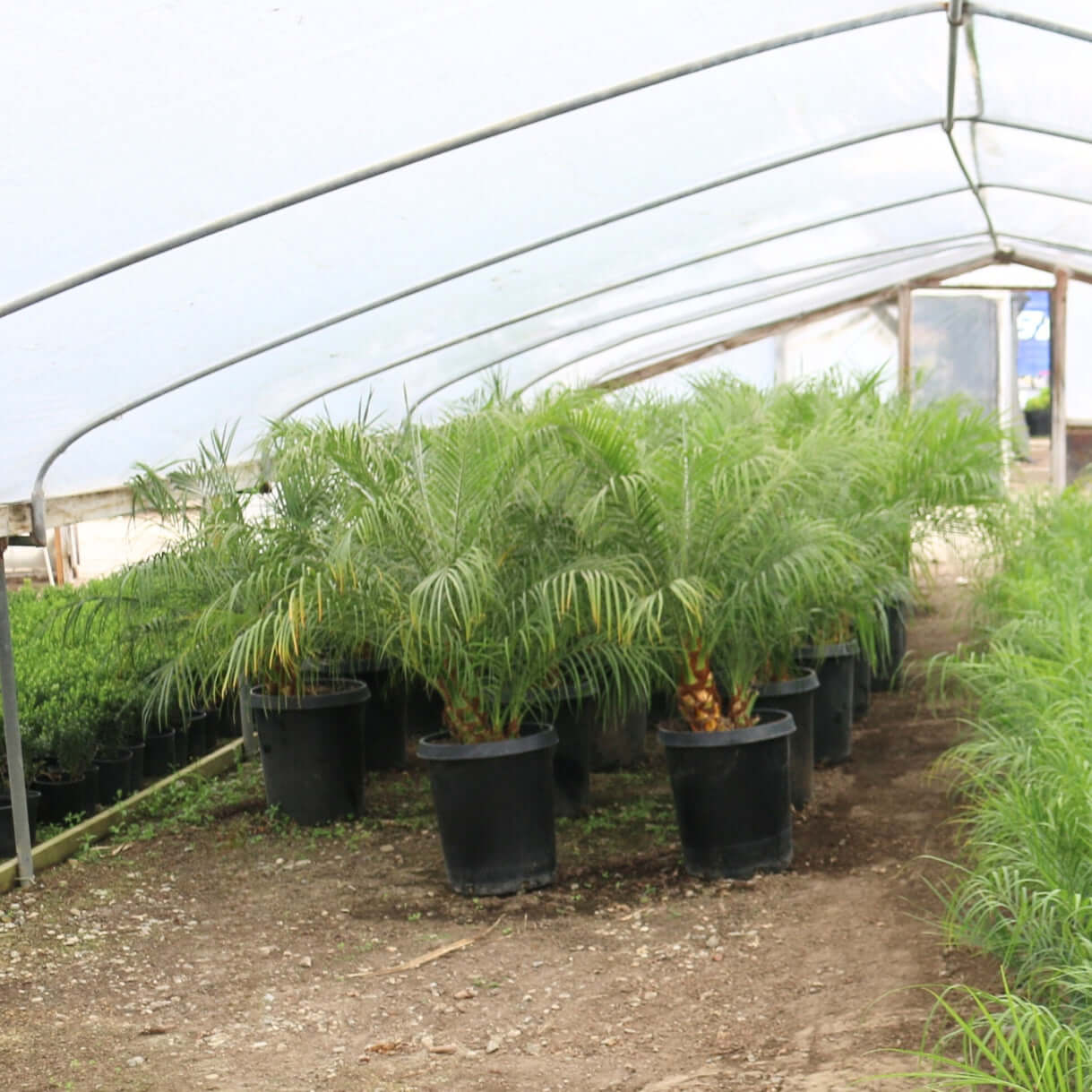 Pygmy Date Palm Tree for Sale – Plants Express