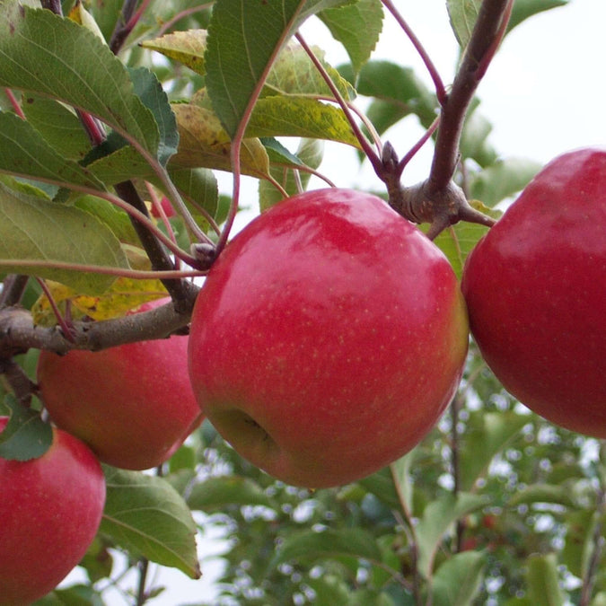 Pink Lady® Apple | Plants Express