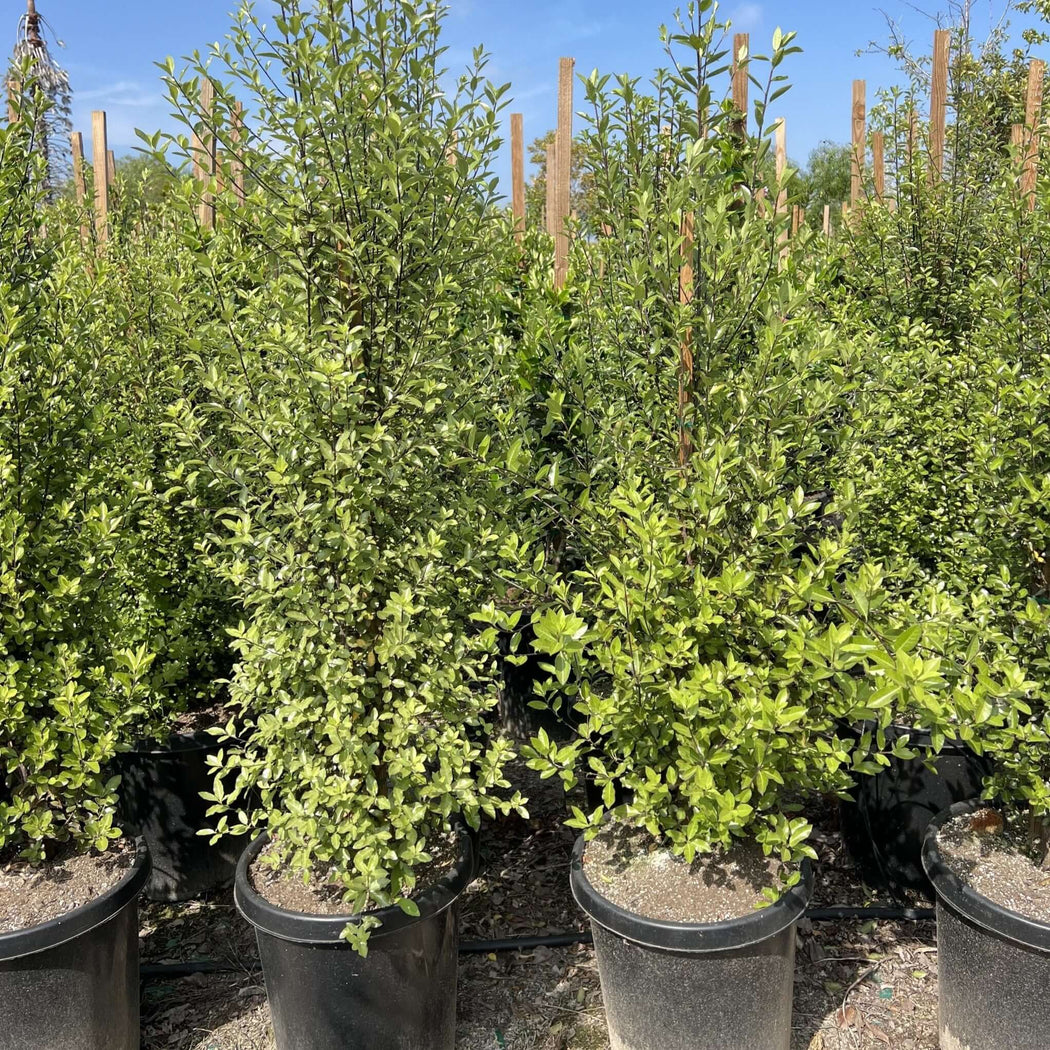 Large Trees for Sale | 5–10 ft 25-Gallon Trees - Plants Express