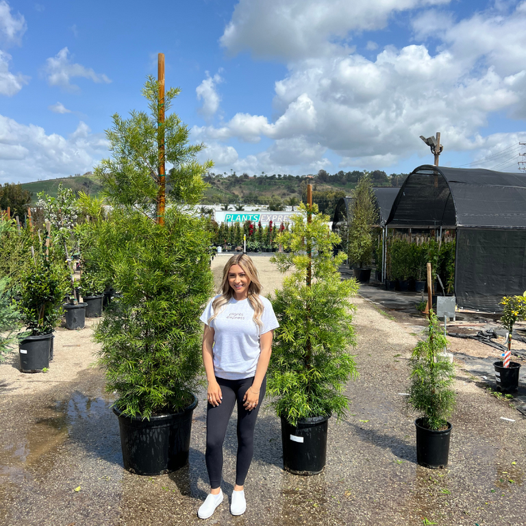 Fern Podocarpus Columns for Privacy Screens | Plants Express
