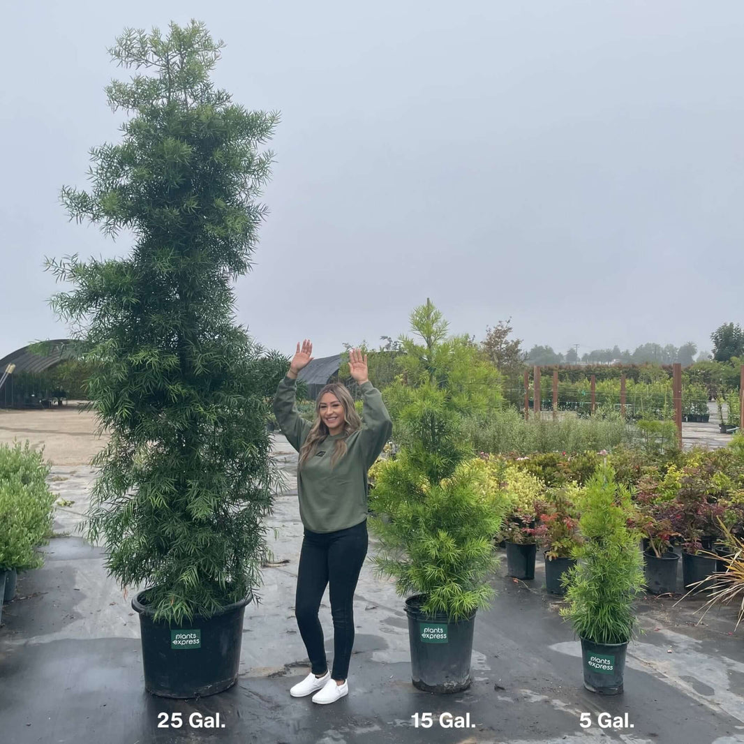 Plants Express - California's Premier Online Nursery