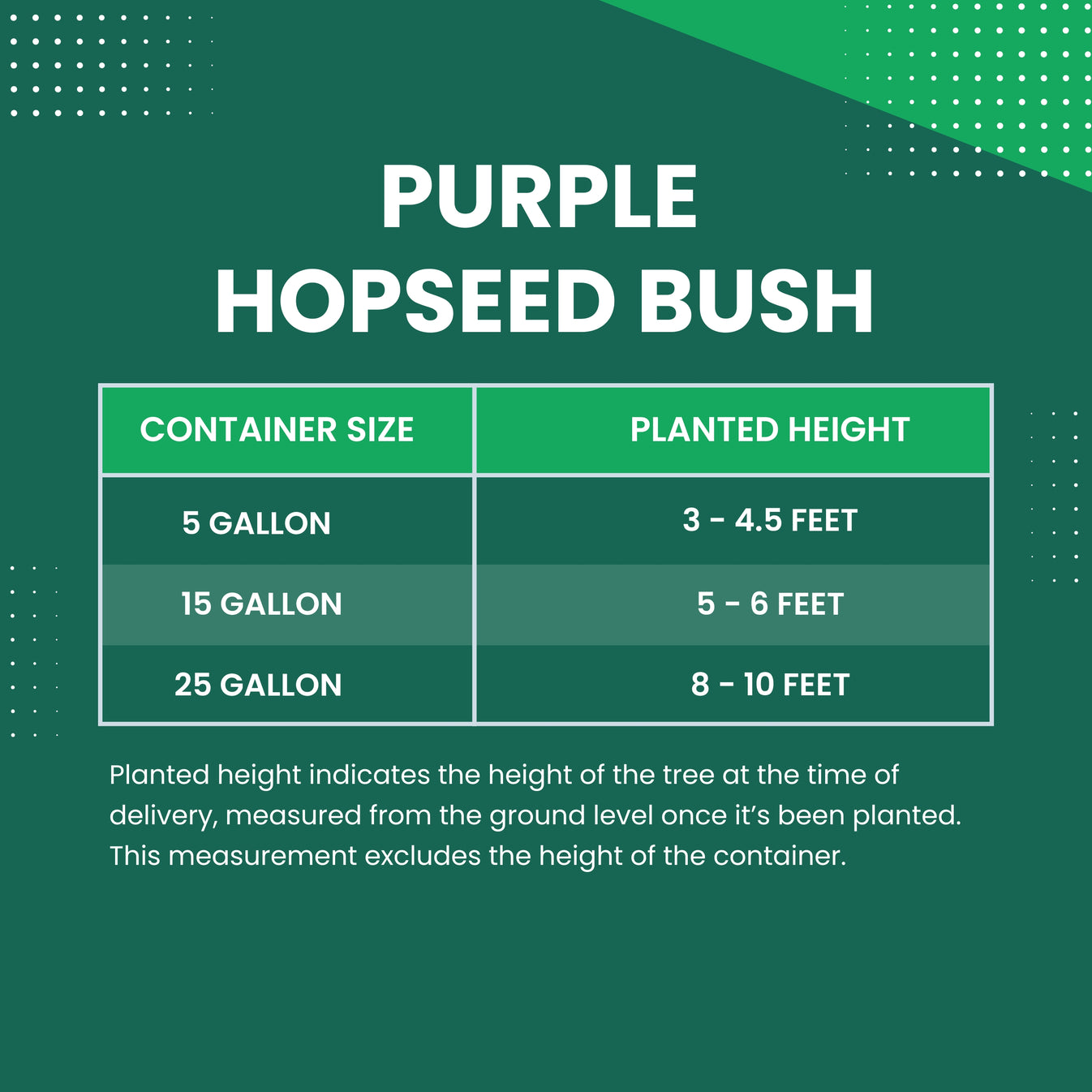 Purple Hopseed Bush | Plants Express