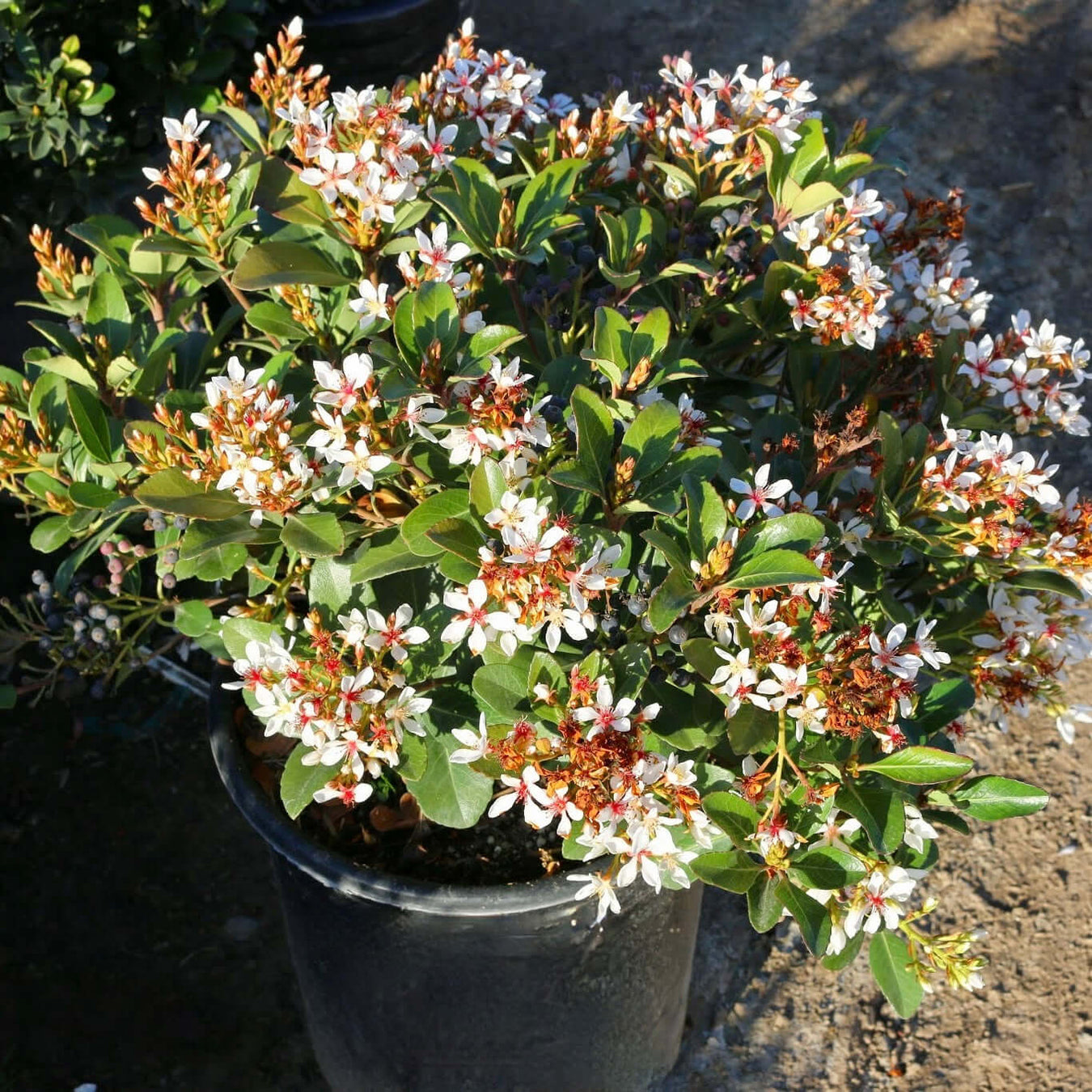 Rhaphiolepis indica 'Clara' (White Indian Hawthorn) – Plants Express