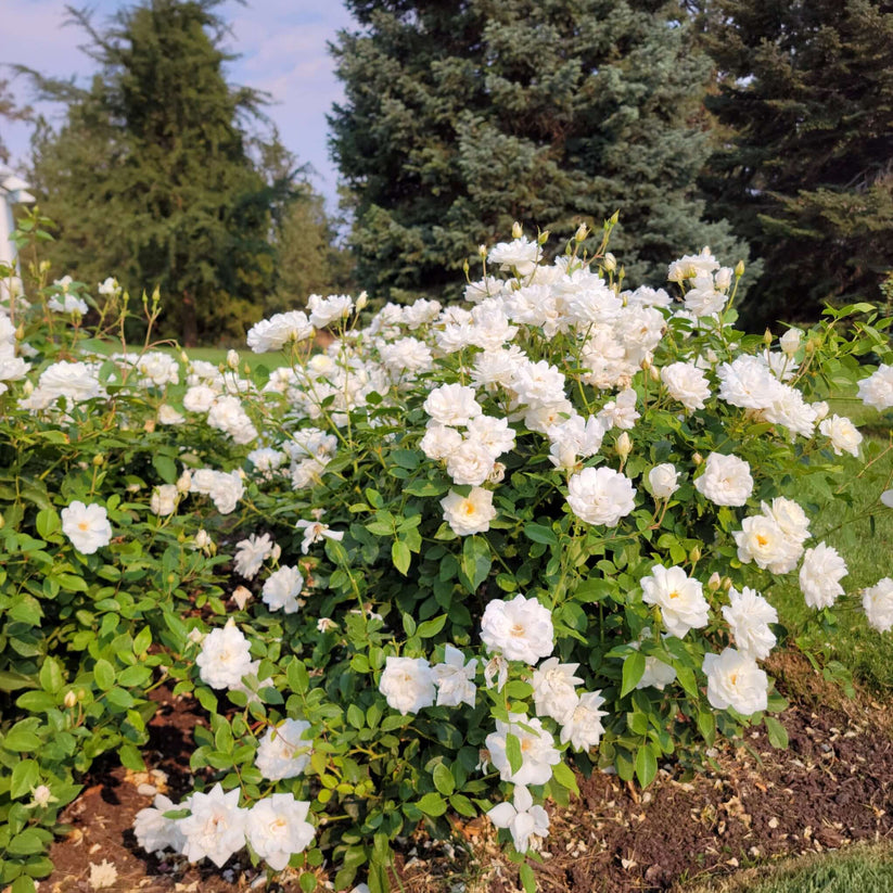 White Iceberg Shrub Rose | Plants Express