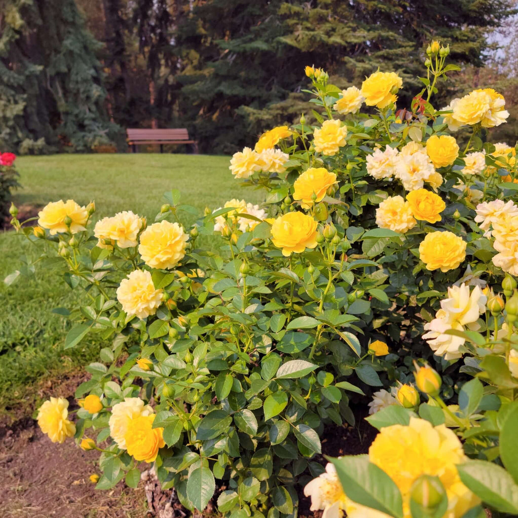 Julia Child Rose | Plants Express