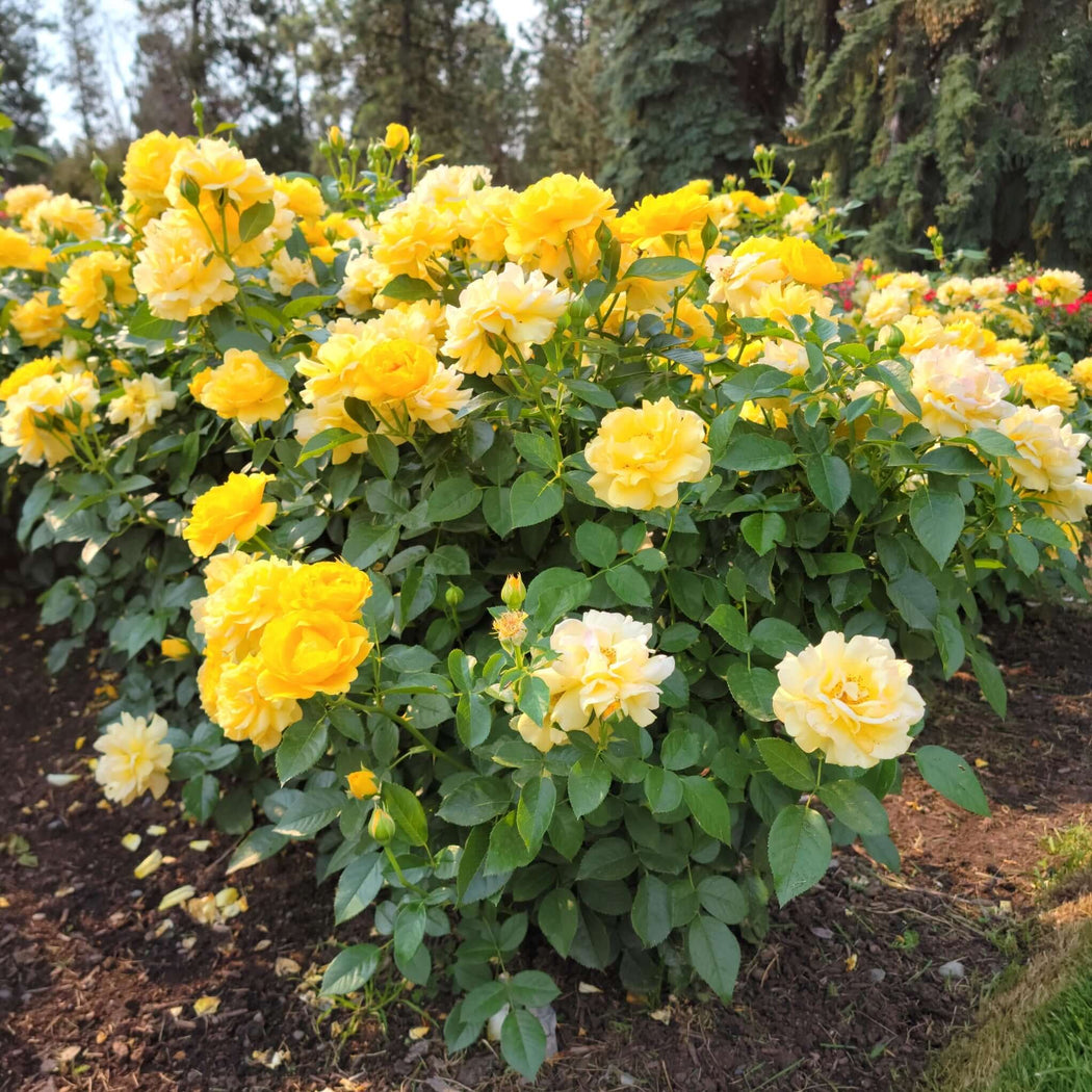 Julia Child Rose | Plants Express