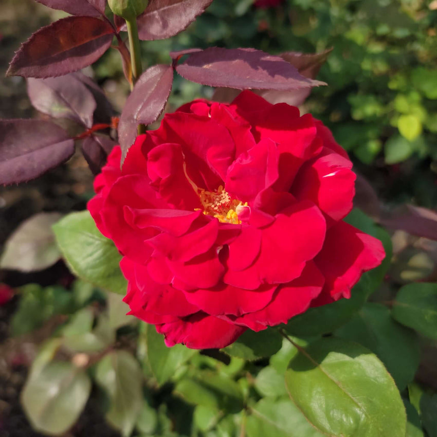 Mister Lincoln Rose | Plants Express