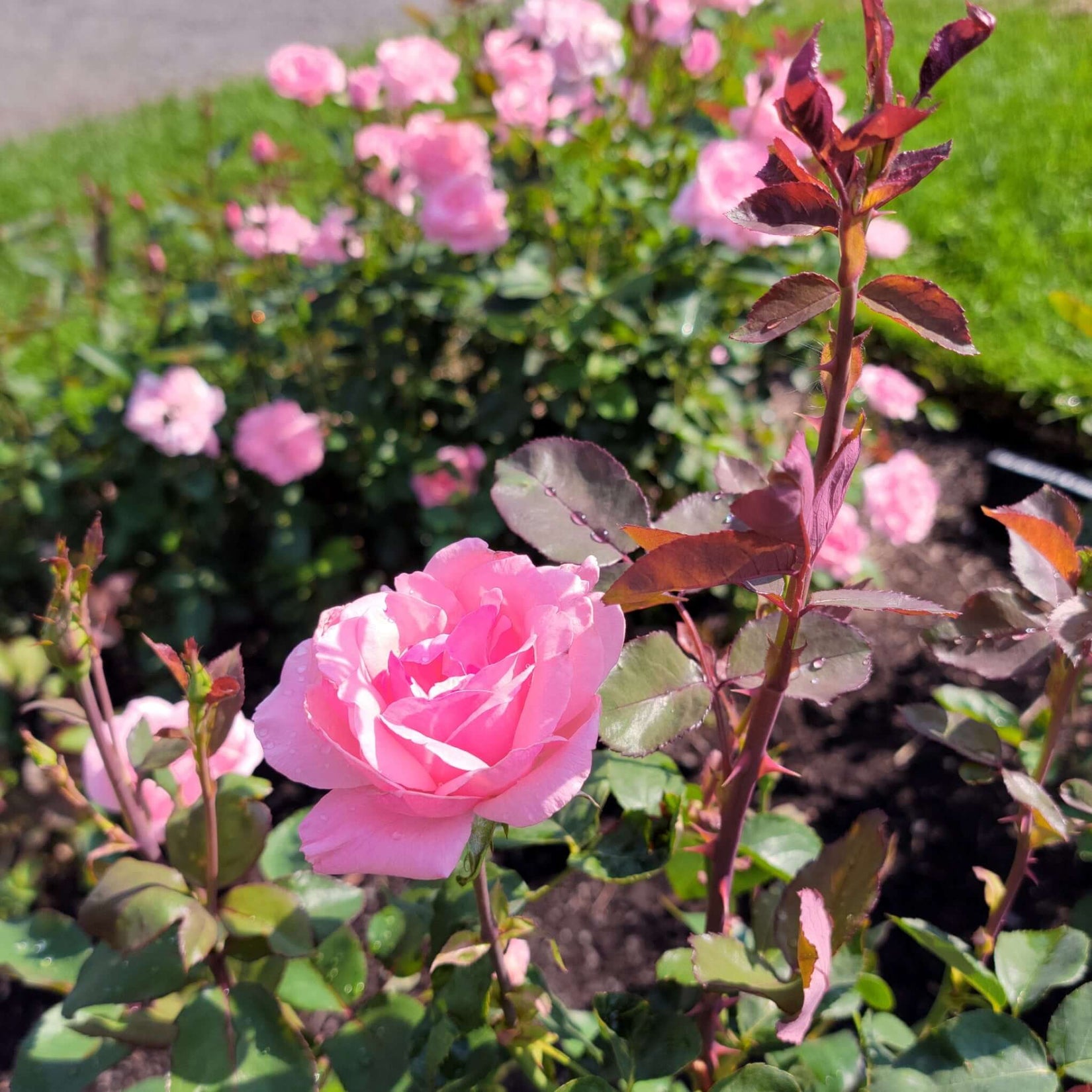 Queen Elizabeth Rose | Plants Express